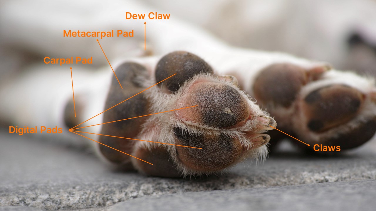 #supportlocal – What’s in a Paw?